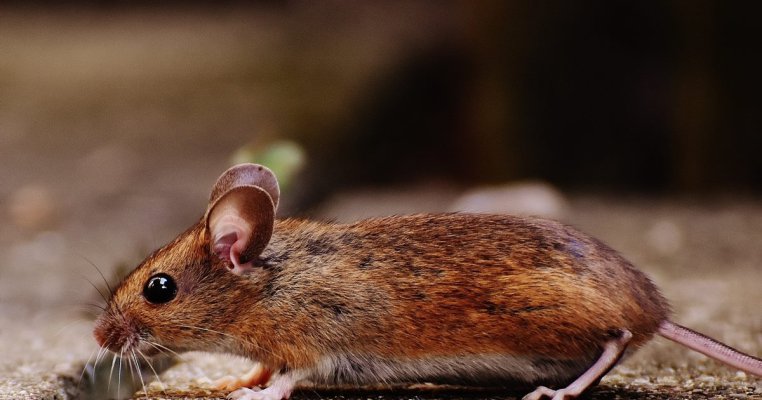 Top Tips to Keep Mice Out of Your Garage This Winter | A Better Garage Door